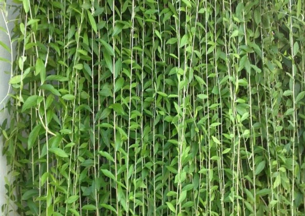 Fakta Unik Tanaman Lee Kwan Yew, Dikenal Tanaman Janda Merana