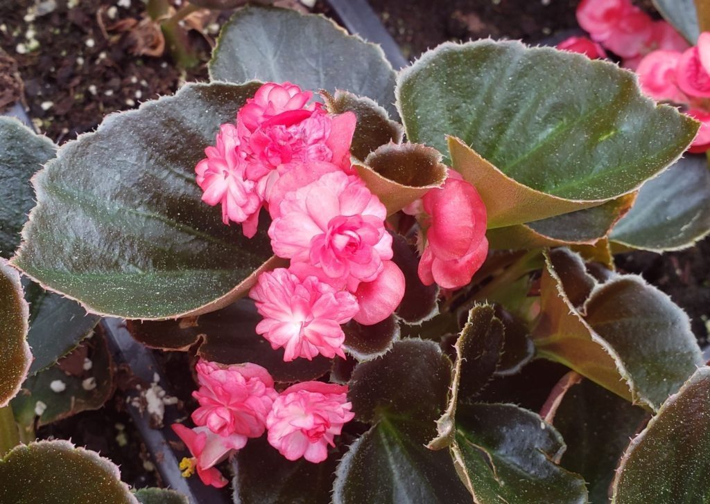 Melihat Pesona Si Cantik Begonia, Bunga Tropis Eksotis Tapi Tidak Simetris