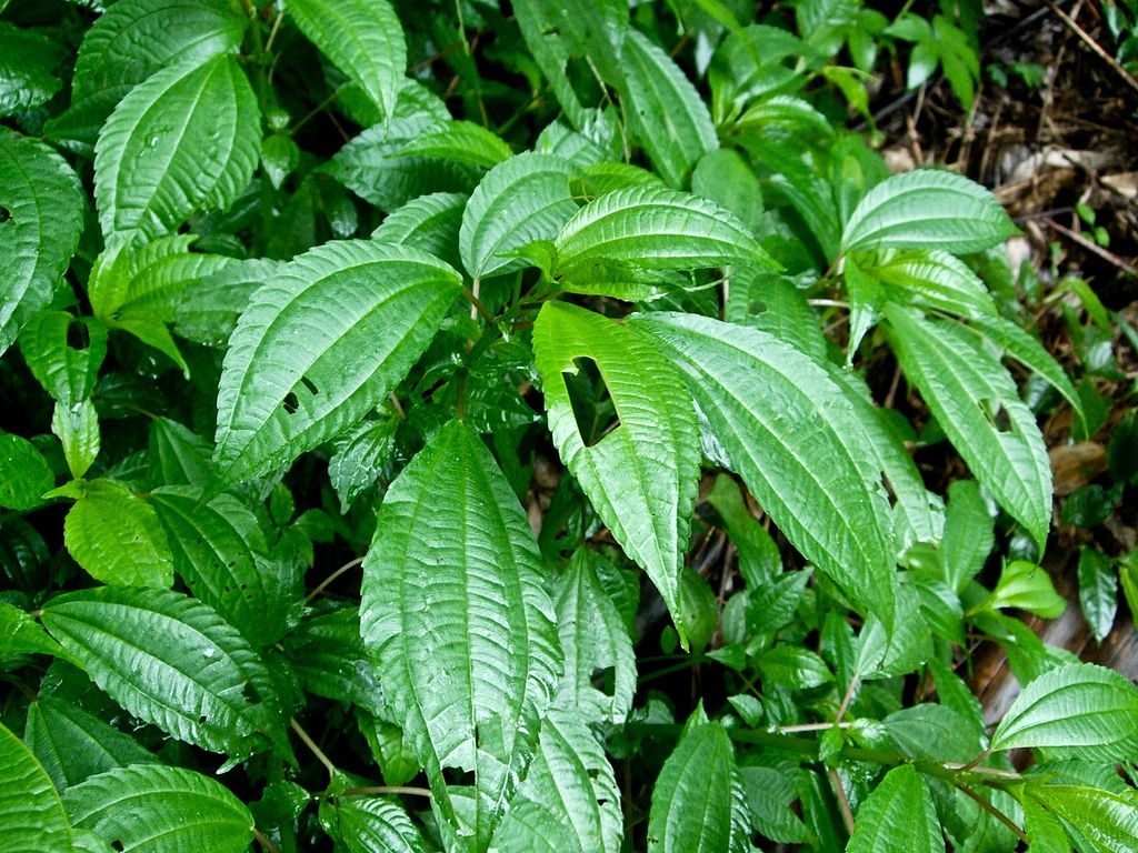 10 Manfaat Daun Pohpohan untuk Kesehatan, Bisa Atasi Nyeri Haid