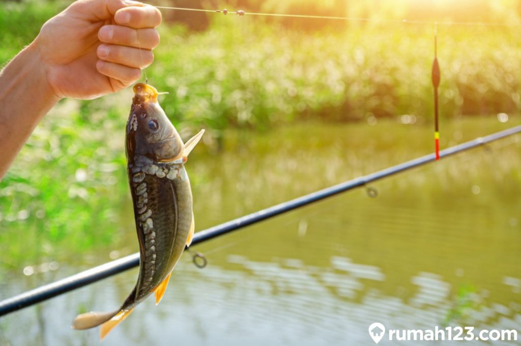 5 Umpan Ikan Mas Terbaik yang Gampang Dicari. Bisa Bikin Sendiri!