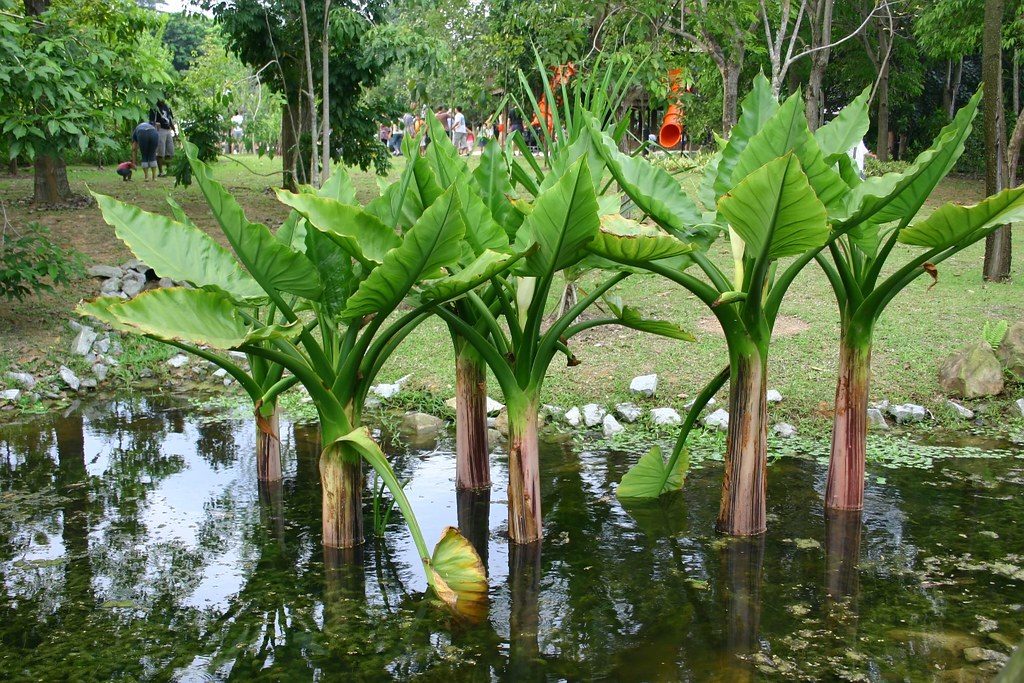 12 Tanaman Penjernih Air untuk Kolam Ikan, Langsung Bersih Anti Repot!