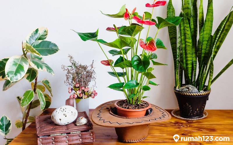 10 Tanaman Penghasil Oksigen, Bikin Udara Segar