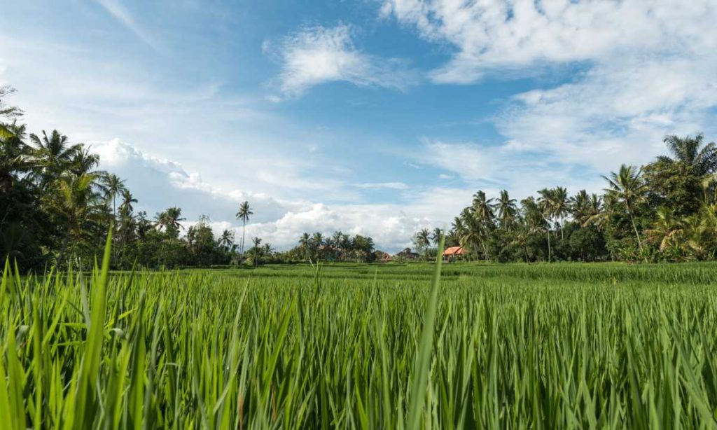 Cara dan Simulasi Perhitungan Harga Sewa Sawah per Tahun