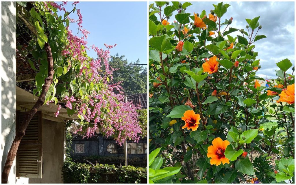 14 Jenis Tanaman Merambat di Pagar, Hiasan Asri di Rumah!