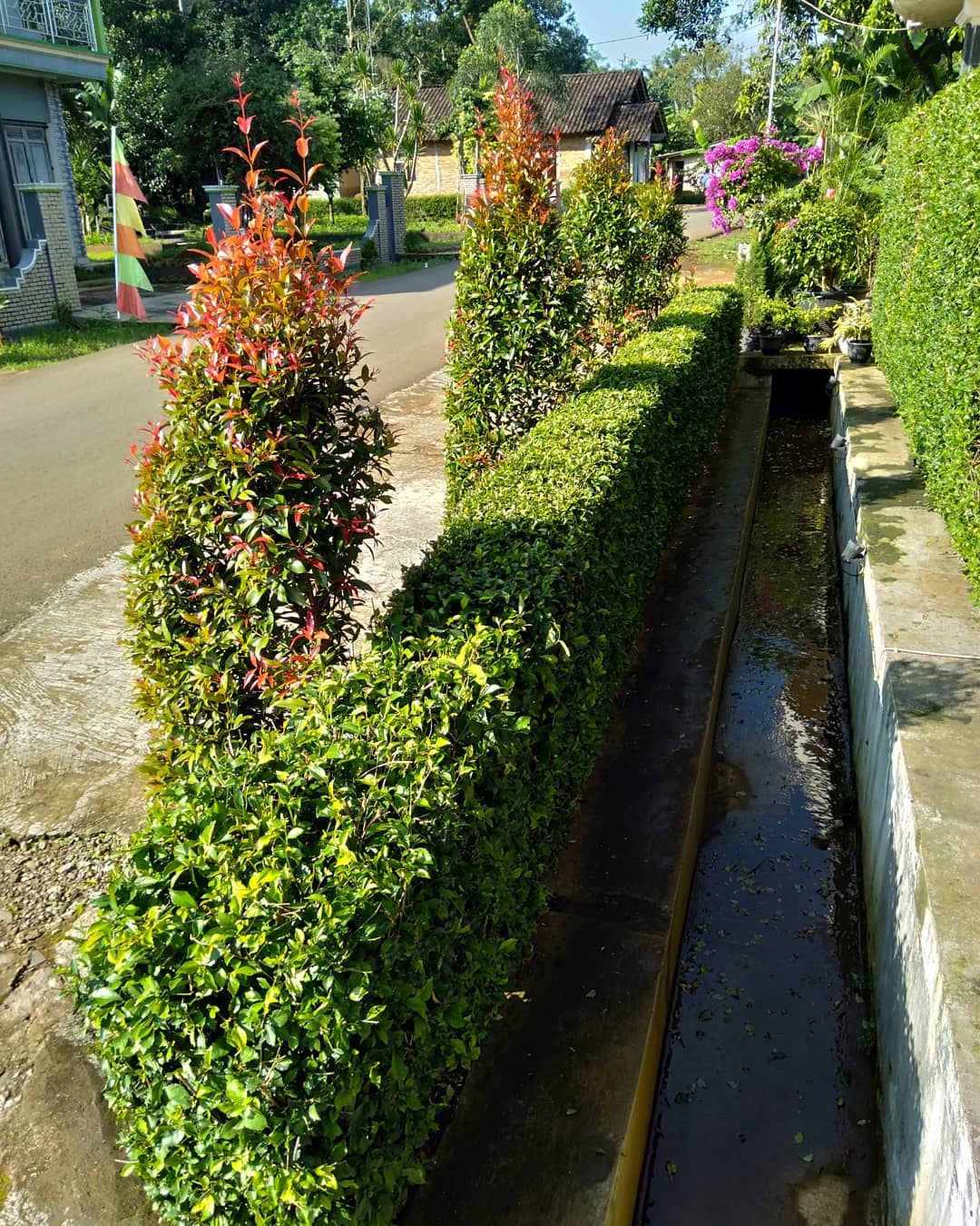 7 Tanaman Pagar Kecil untuk Rumah yang Asri