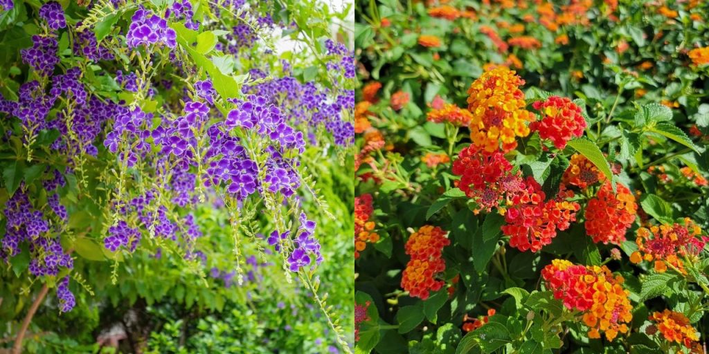 10 Rekomendasi Tanaman Pagar Pendek Cantik & Asri