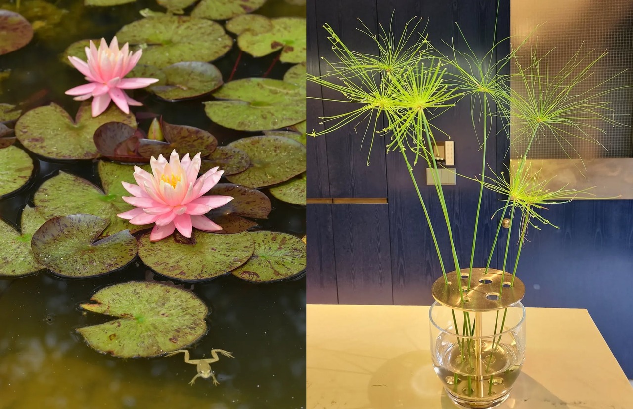11 Tanaman Air Hias untuk Kolam & Indoor