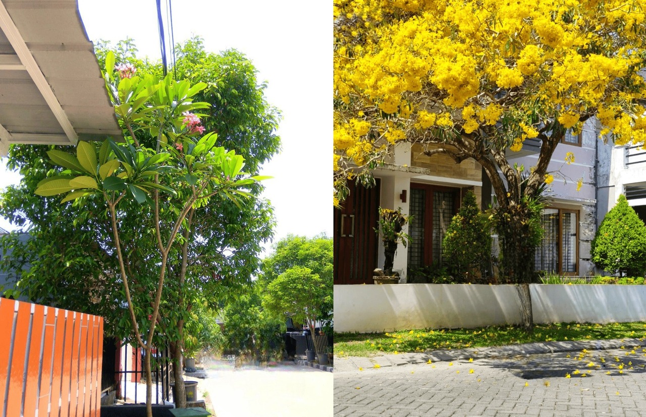 10 Jenis Pohon Hias Depan Rumah Cantik & Tahan Panas
