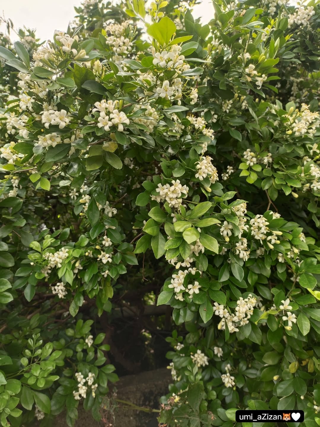 10 Jenis Tanaman Hias Bunga Outdoor yang Tahan Panas