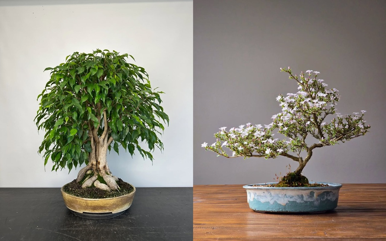 15 Jenis Bonsai untuk Hiasan Rumah yang Cantik