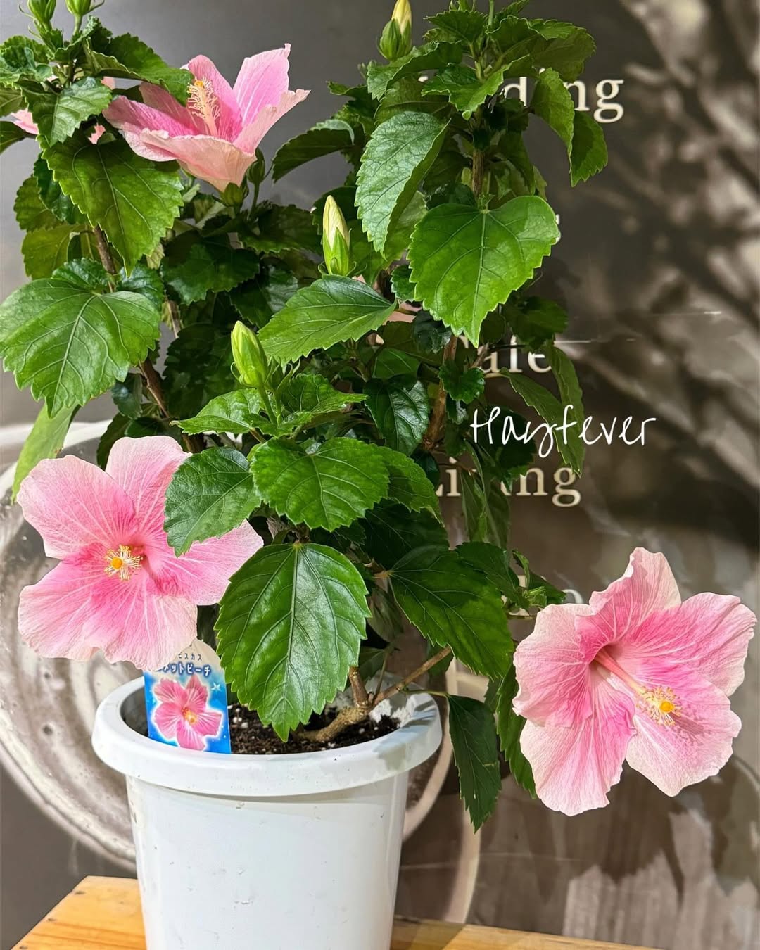 10 Jenis Tanaman Hias Bunga Outdoor yang Tahan Panas