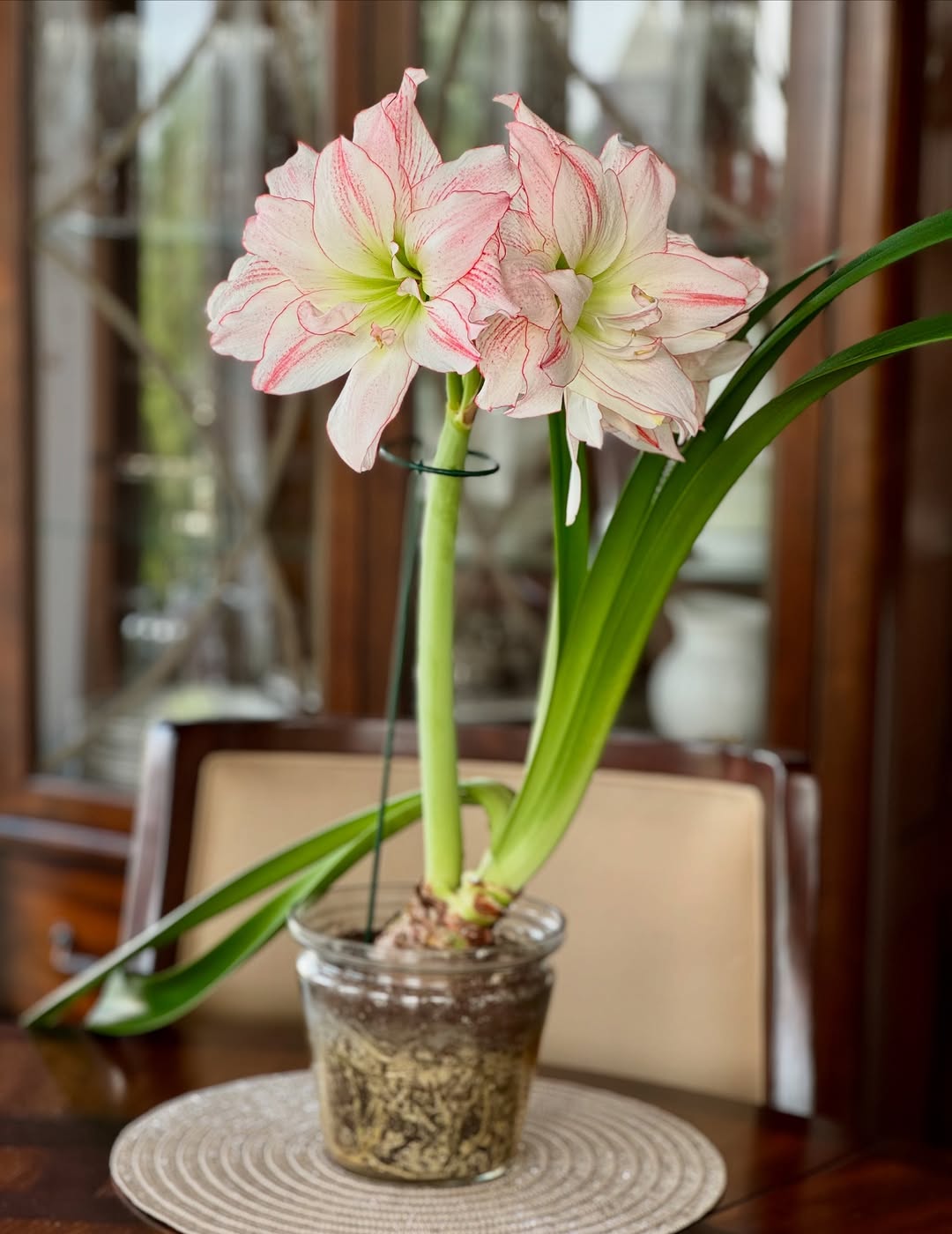 10 Jenis Tanaman Hias Bunga Outdoor yang Tahan Panas