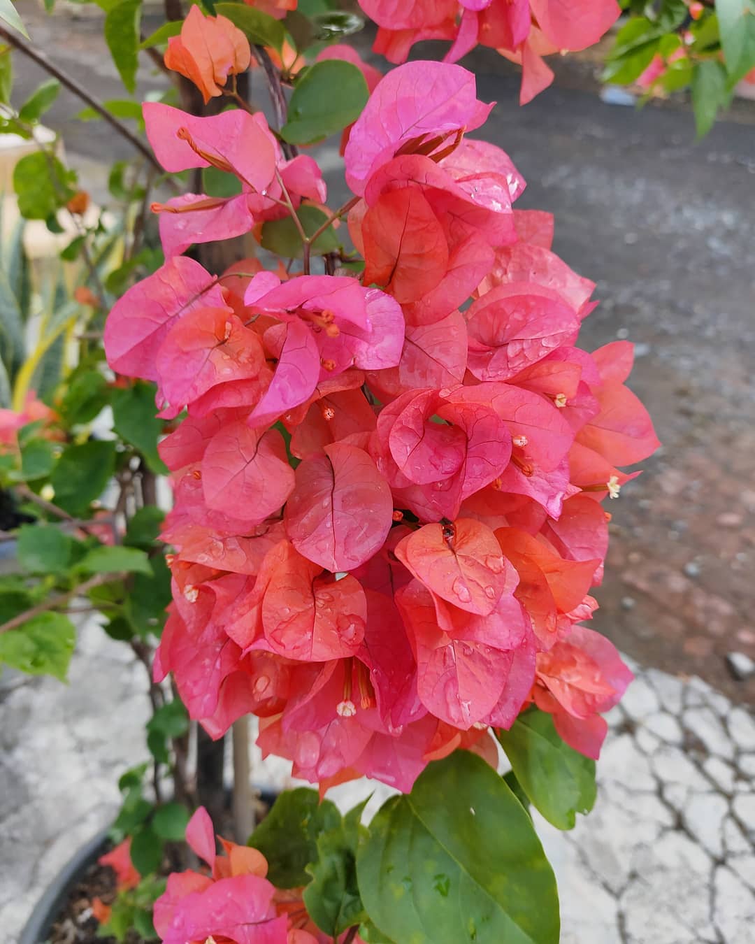 13 Jenis Tanaman Hias Outdoor Tahan Panas dan Hujan