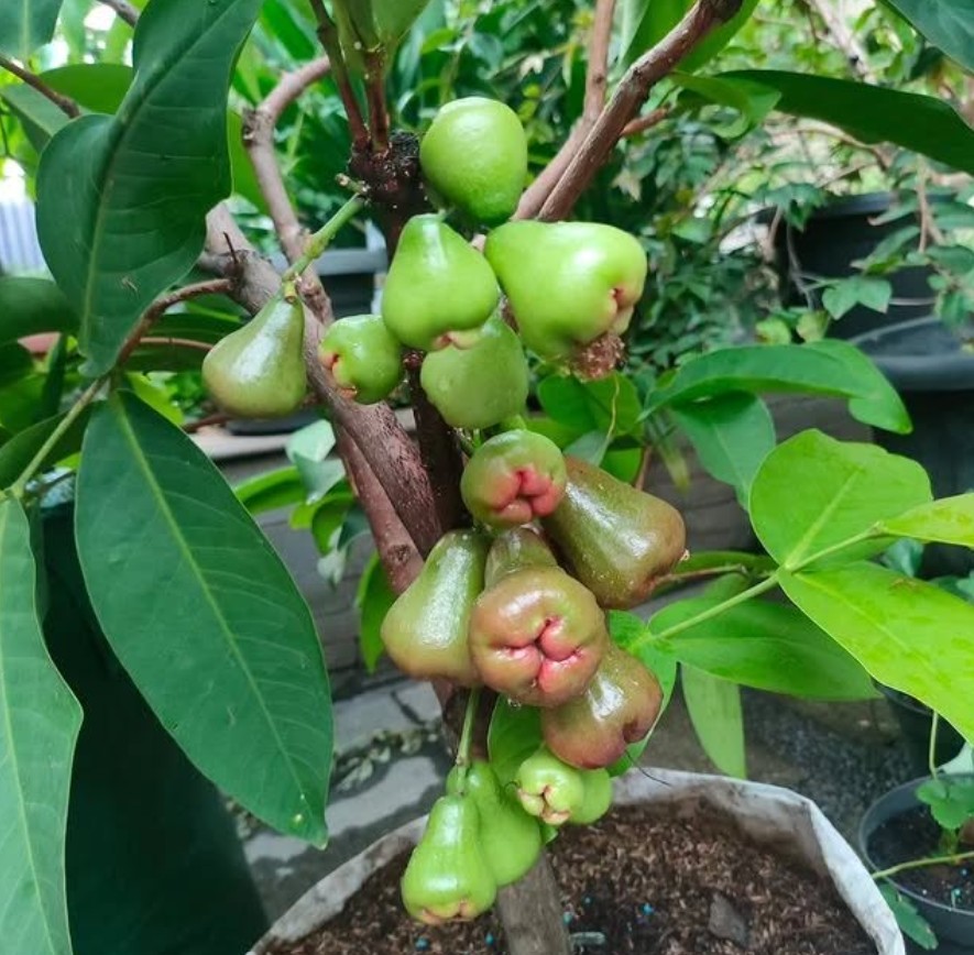 10 Tanaman Buah Tahan Panas dan Hujan untuk di Halaman Rumah