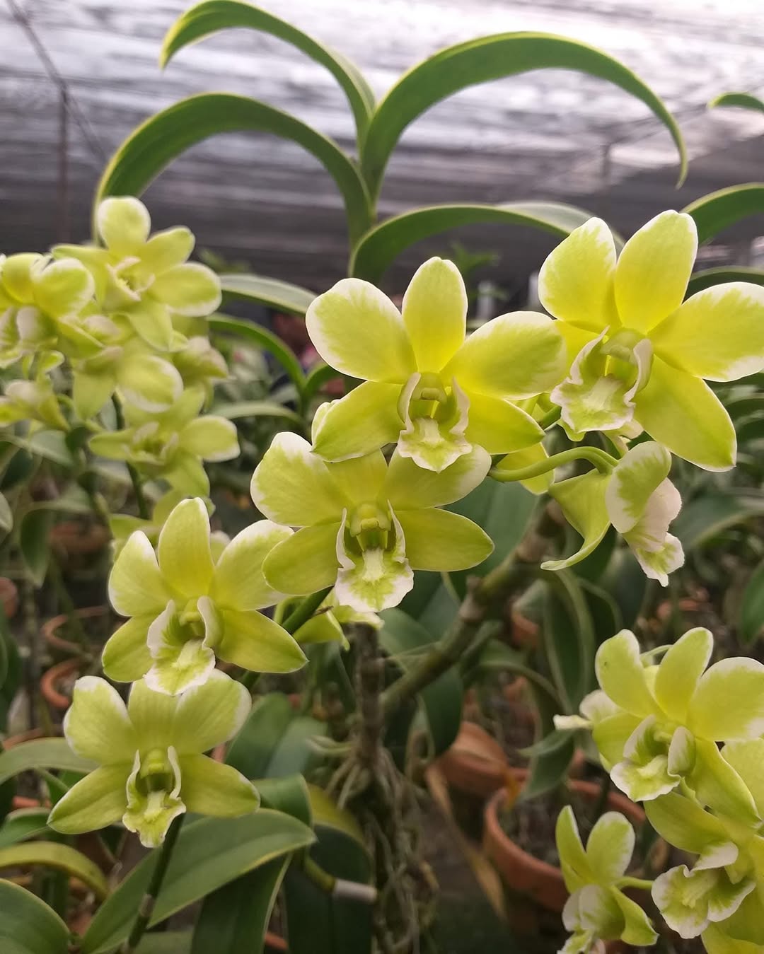 5 Bunga yang Lagi Viral yang Cantik, Aesthetic, dan Mudah Dirawat di Rumah