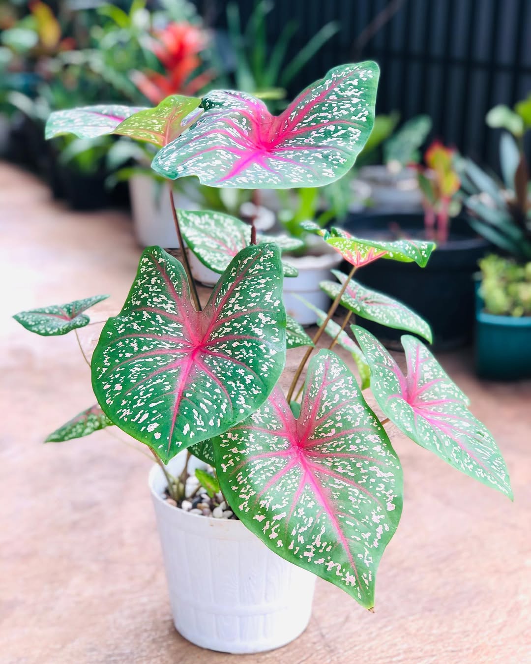 5 Bunga yang Lagi Viral yang Cantik, Aesthetic, dan Mudah Dirawat di Rumah