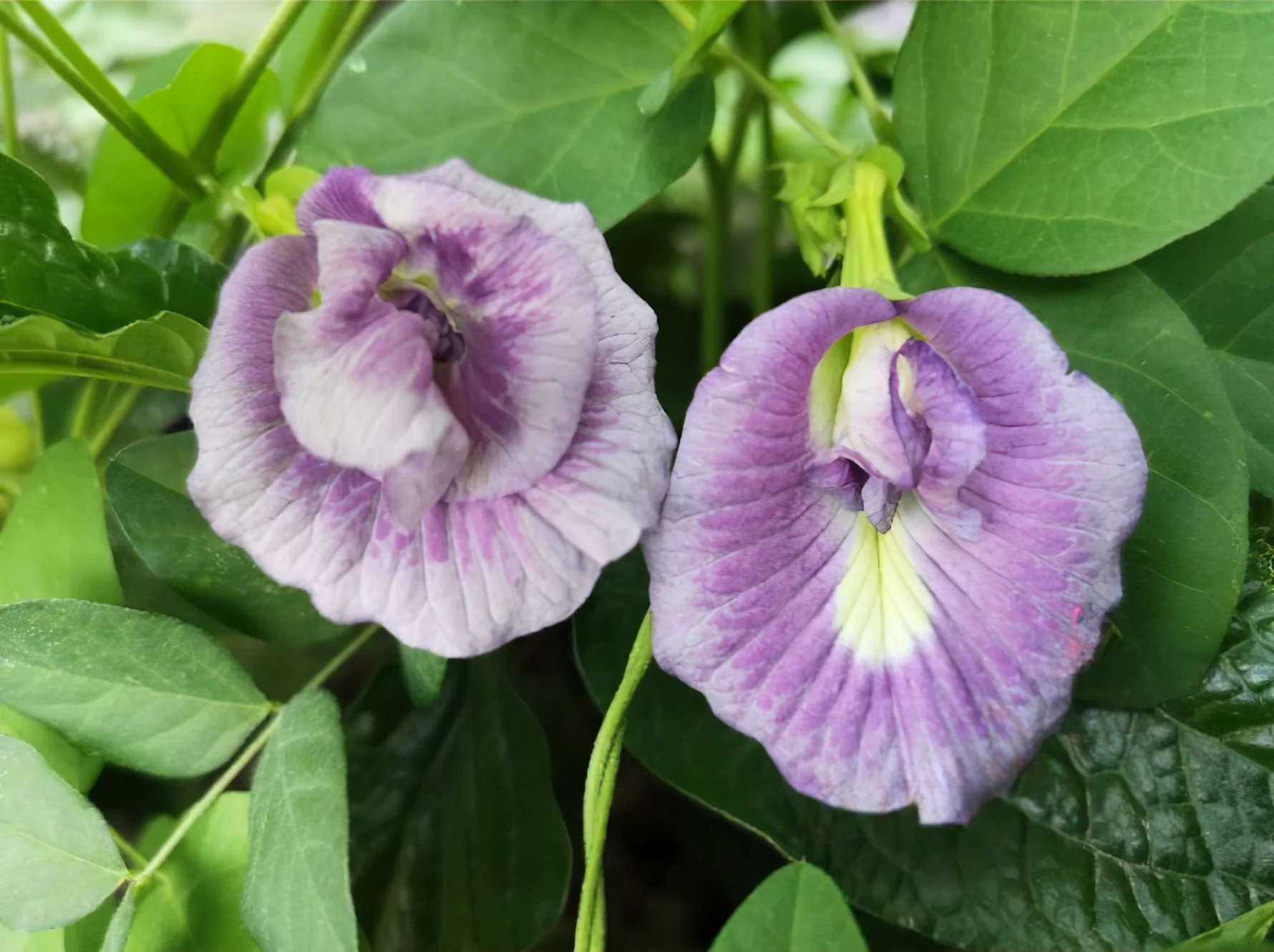 5 Jenis Bunga Telang Paling Populer & Ciri-Cirinya