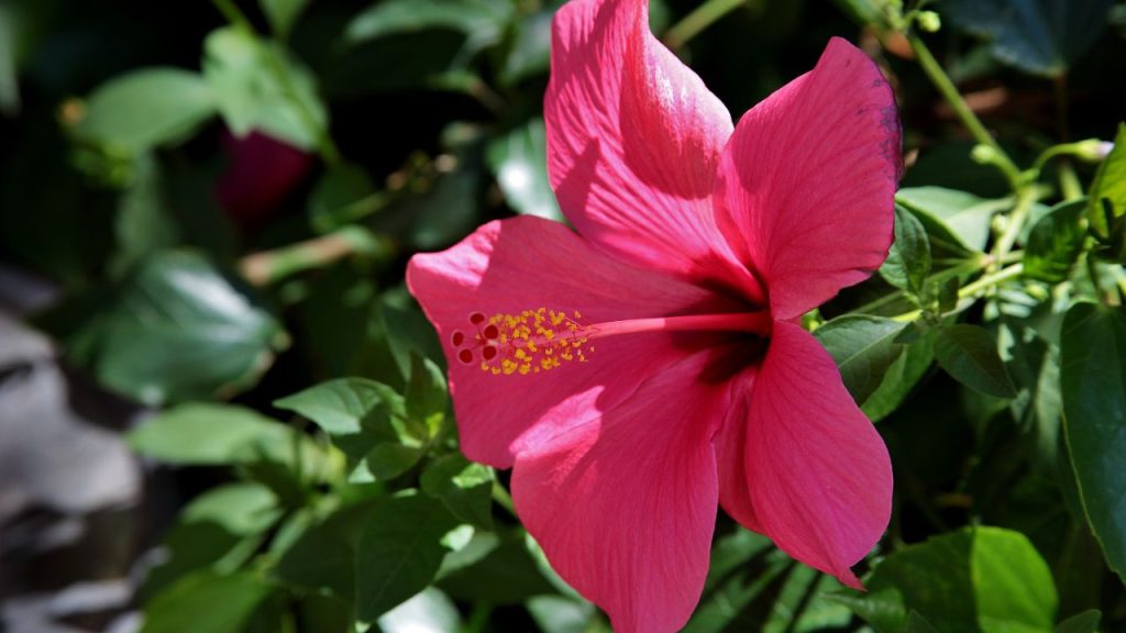 5 Jenis Bunga Warna Pink yang Cantik untuk Dekorasi atau Taman