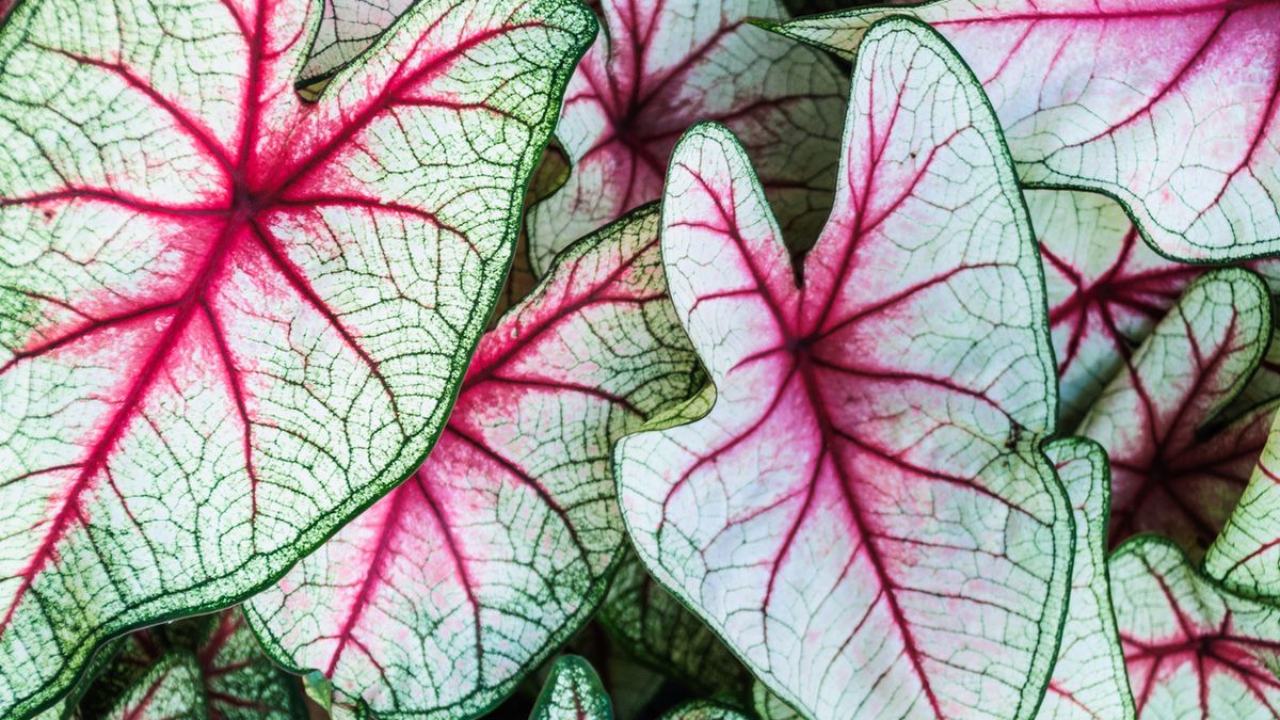 5 Jenis Bunga Keladi Mahal yang Banyak Diburu Kolektor