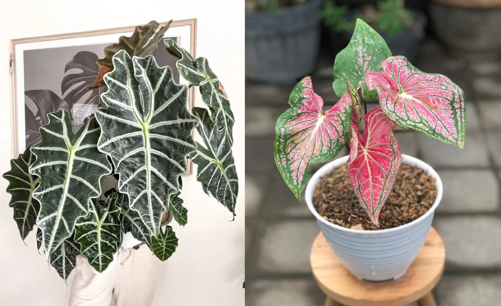 12 Jenis Keladi Hias Terpopuler & Cara Memilihnya