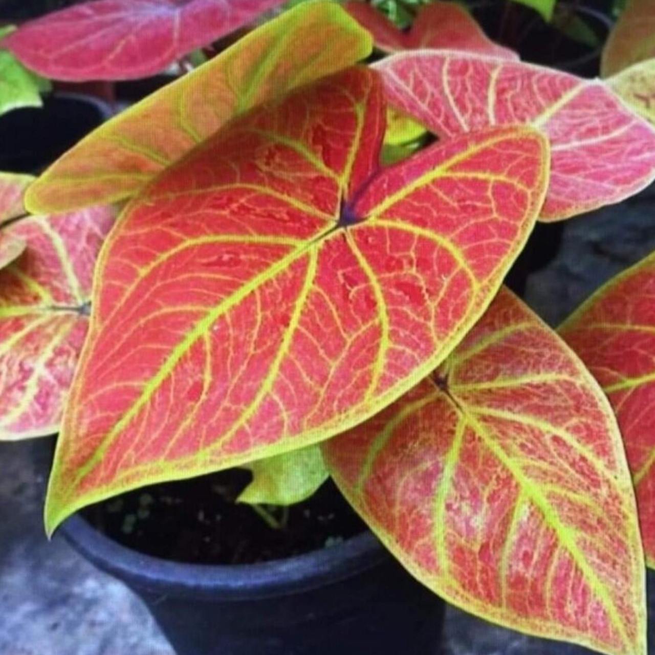 5 Jenis Bunga Keladi Mahal yang Banyak Diburu Kolektor