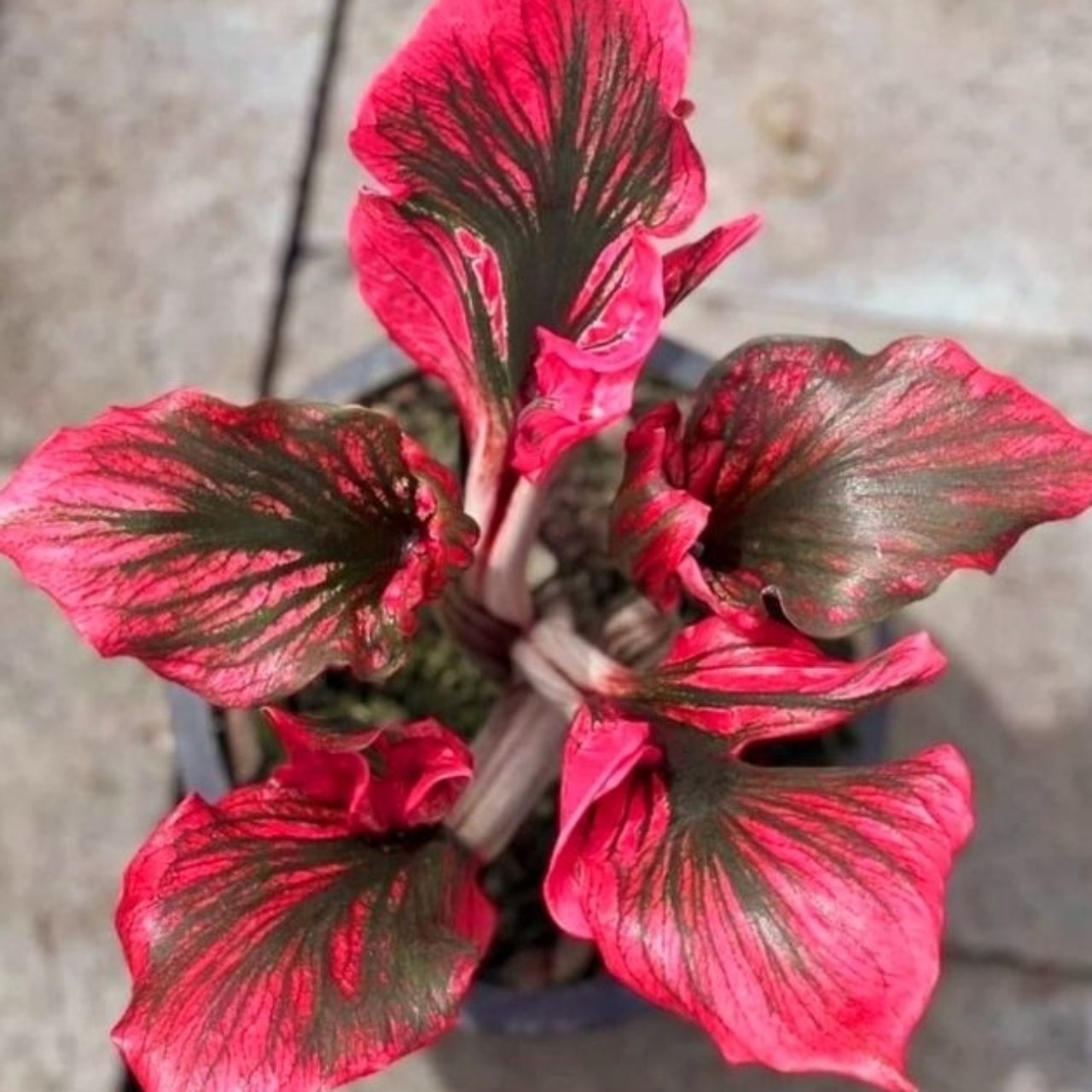 5 Jenis Bunga Keladi Mahal yang Banyak Diburu Kolektor