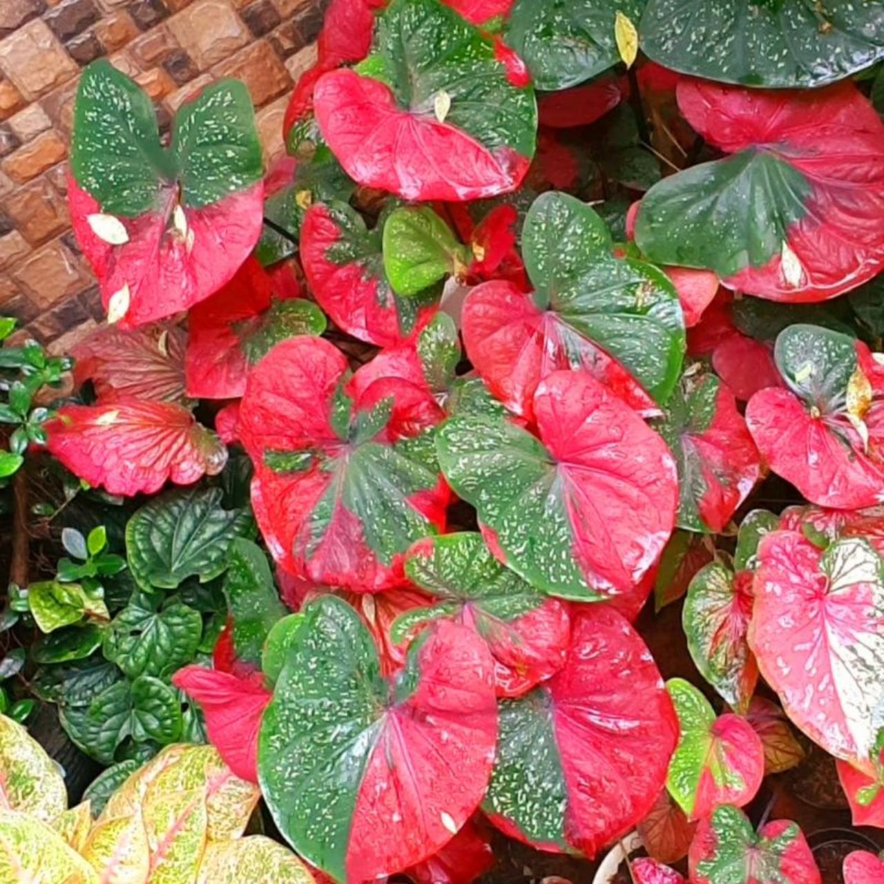 5 Jenis Bunga Keladi Mahal yang Banyak Diburu Kolektor