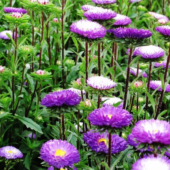 7 Jenis Bunga Pikok (Aster Cina) Terpopuler