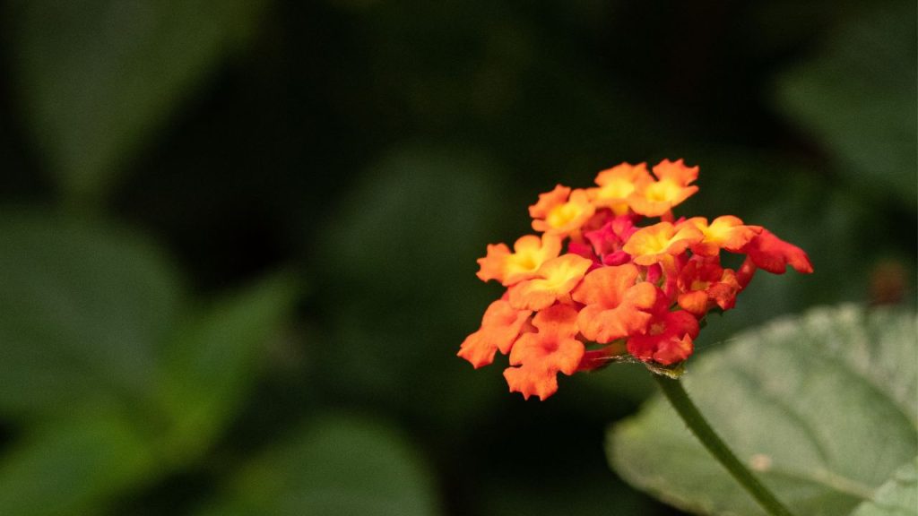 5 Jenis Tanaman Bunga yang Beracun tapi Cantik