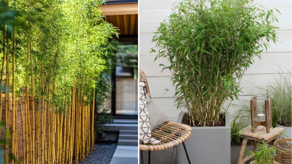 5 Jenis Bambu Hias yang Cocok Ditanam di Rumah