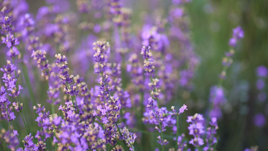5 Jenis Bunga Lavender dan Manfaatnya