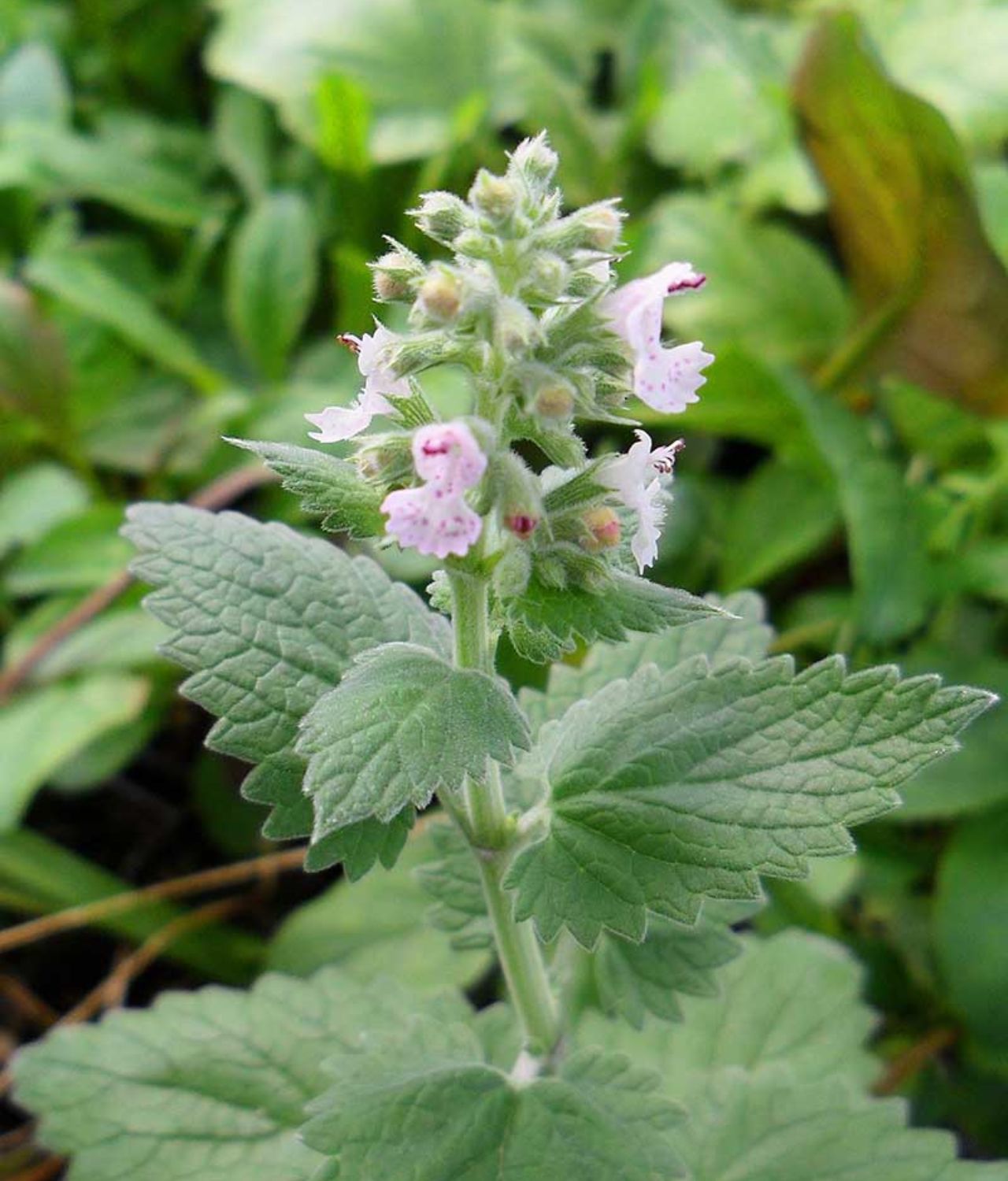 5 Jenis Tanaman yang Disukai Kucing dan Manfaatnya