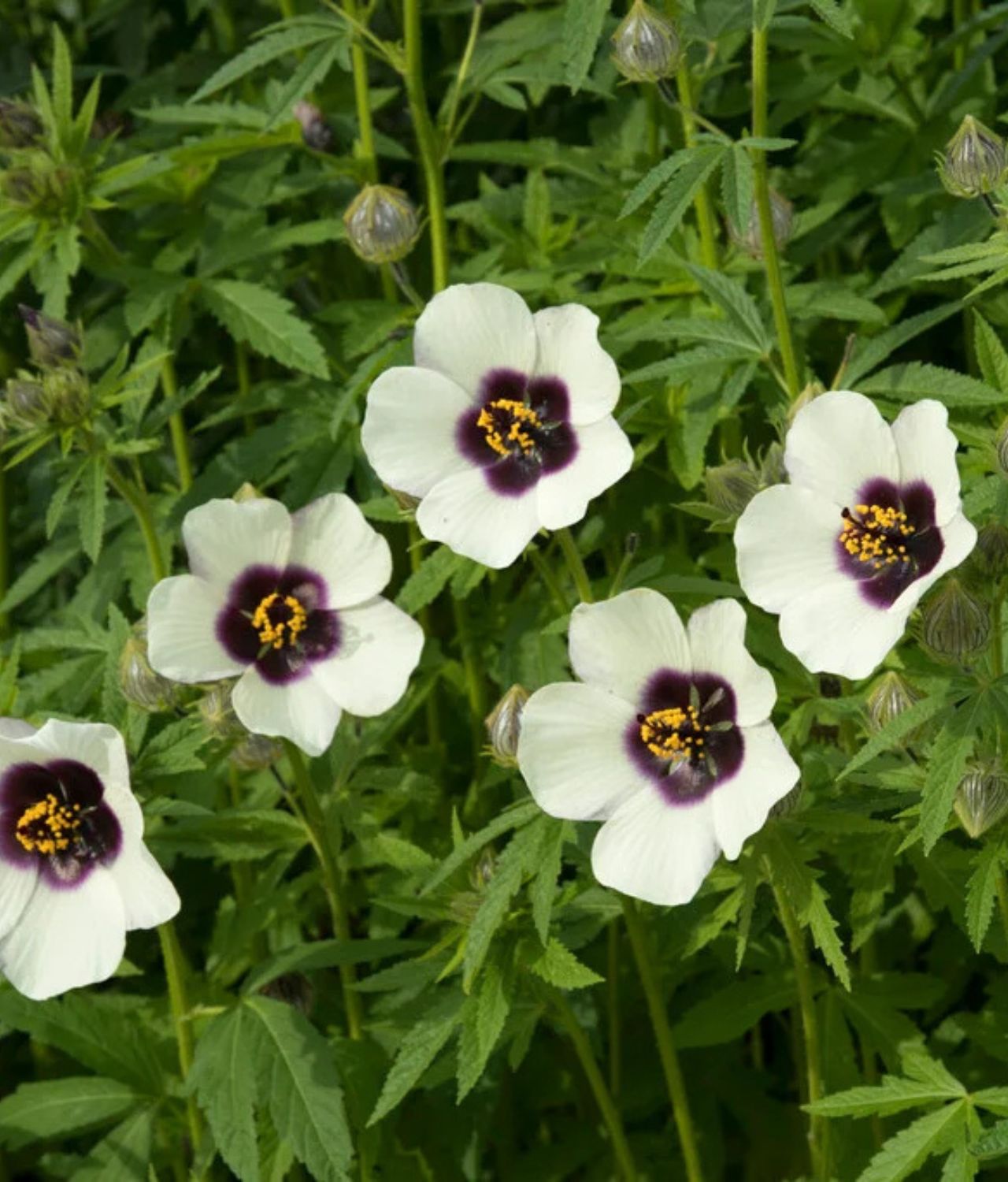 5 Jenis Bunga Kembang Sepatu dan Ciri-cirinya