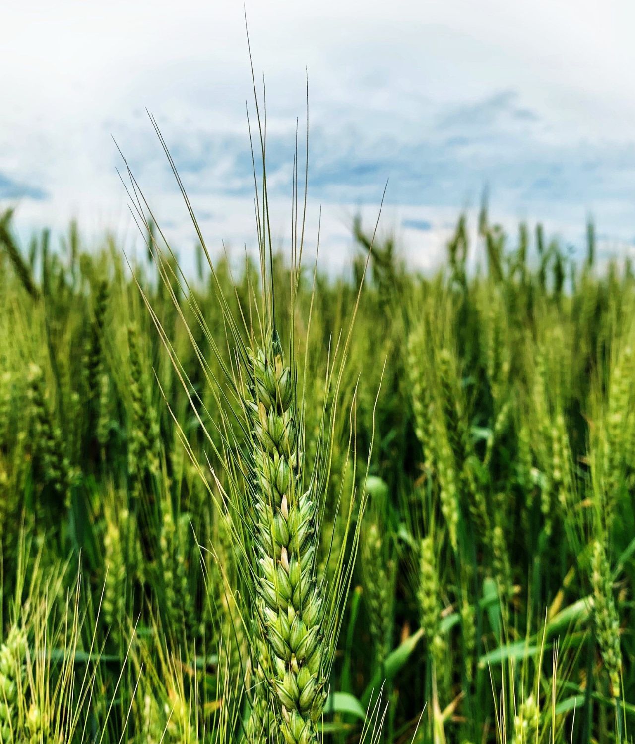 5 Jenis Tanaman yang Disukai Kucing dan Manfaatnya