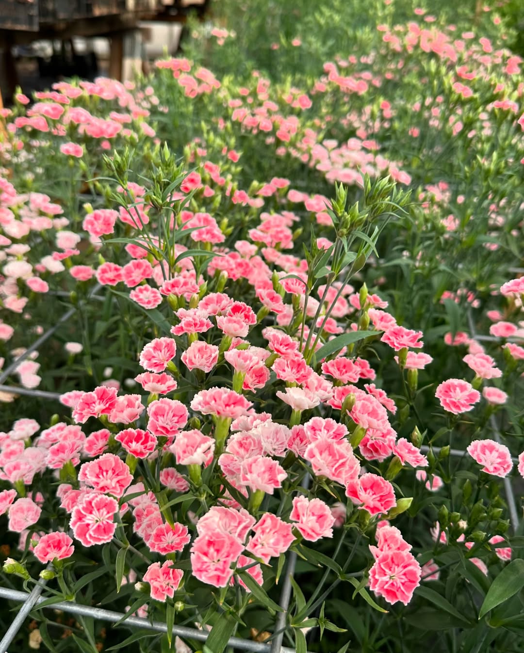 5 Jenis Bunga untuk Buket yang Bisa Ditanam di Rumah