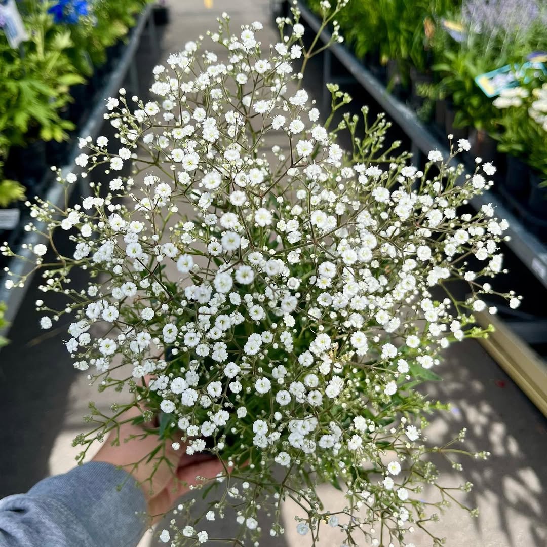 5 Jenis Bunga untuk Buket yang Bisa Ditanam di Rumah