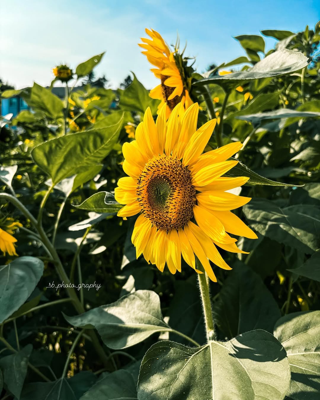 5 Jenis Bunga untuk Buket yang Bisa Ditanam di Rumah