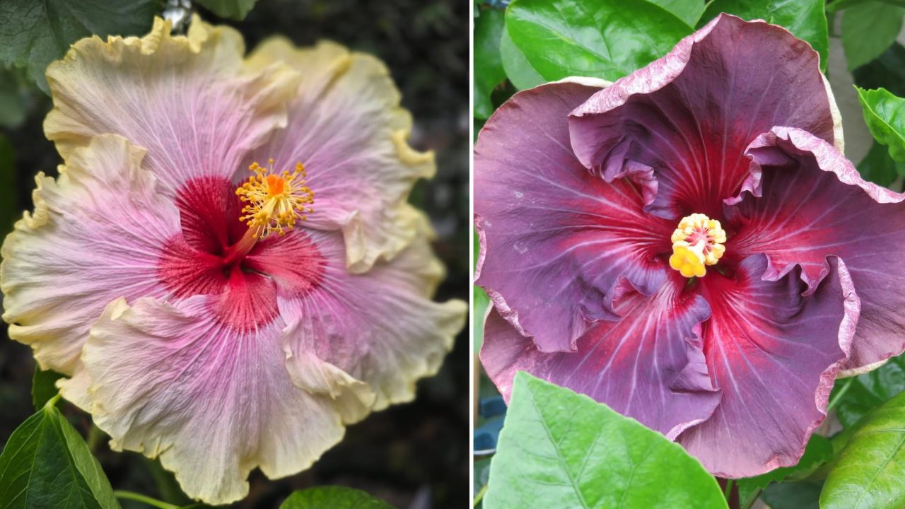 5 Jenis Bunga Kembang Sepatu dan Ciri-cirinya