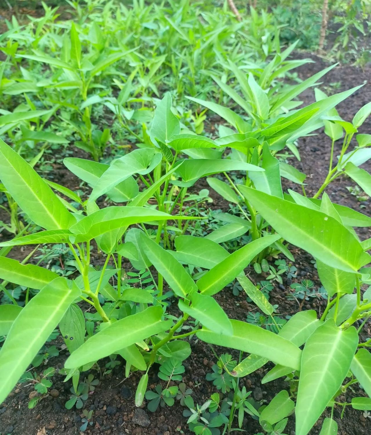 5 Jenis Tanaman Sayur yang Menguntungkan dan Mudah Ditanam