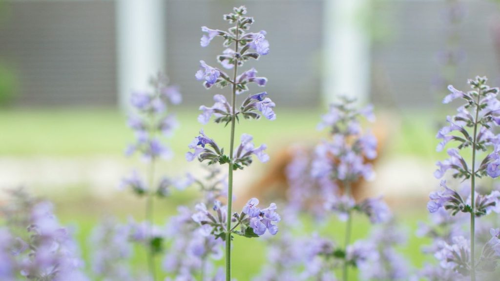 5 Jenis Tanaman yang Disukai Kucing dan Manfaatnya