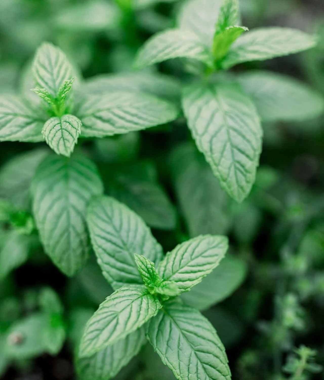 5 Jenis Tanaman yang Disukai Kucing dan Manfaatnya