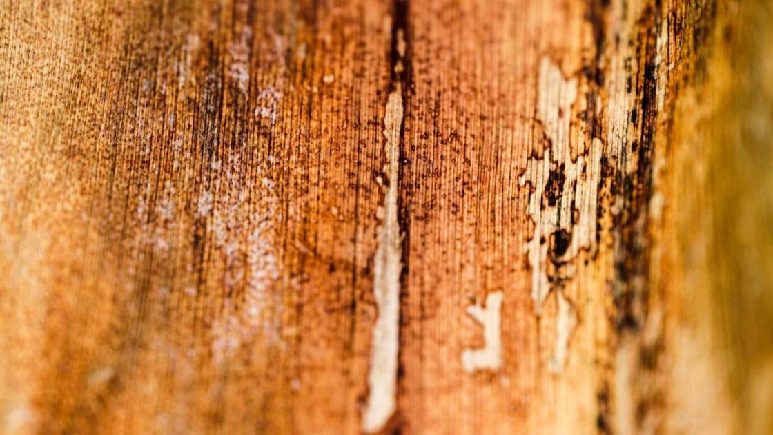 7 Bahan Anti Rayap Alami yang Bisa Ditemukan di Rumah