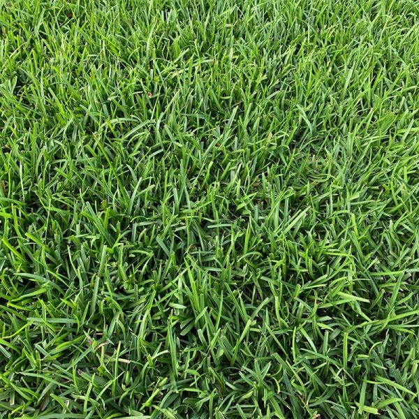 10 Jenis Rumput Taman Paling Populer untuk Halaman Rumah