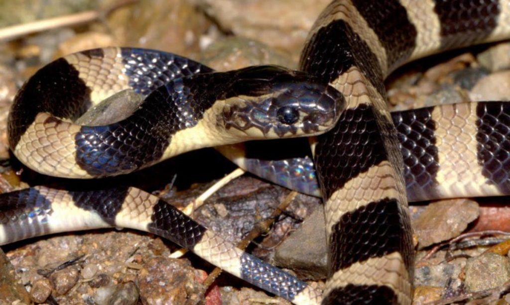 7 Mitos Ular Weling Masuk Rumah. Jadi Pertanda Baik atau Buruk?