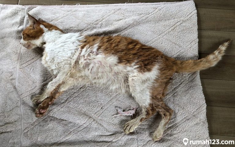 Arti Kucing Mati di Rumah menurut Islam, Katanya Pertanda Buruk?