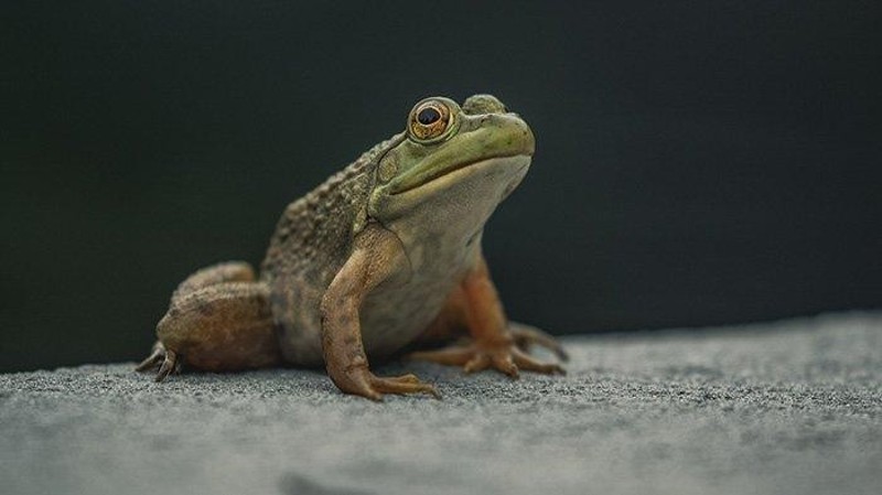 5 Arti Kodok Masuk Rumah, Pembawa Sial atau Pertanda Keberuntungan?