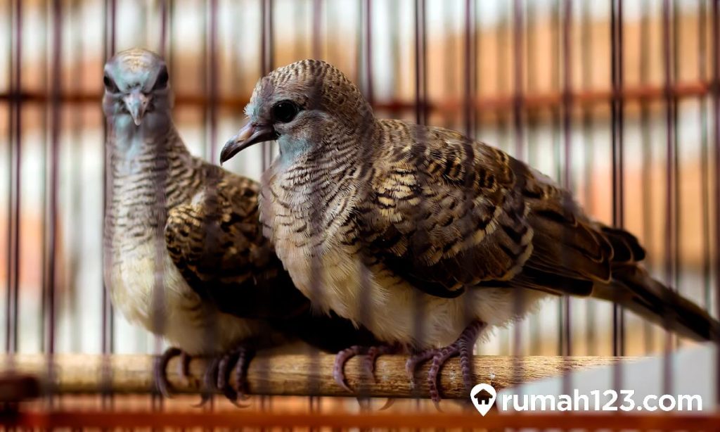 8 Cara Membedakan Perkutut Jantan dan Betina. Mudah, kok!