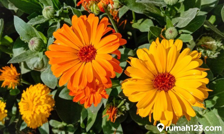 10 Bunga yang Mirip Bunga Matahari dengan Tampilan Menawan