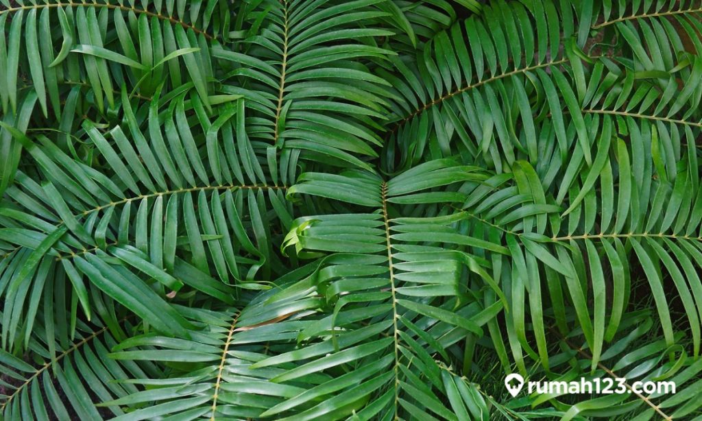 Ciri-Ciri, Klasifikasi, dan Contoh Tumbuhan Gymnospermae