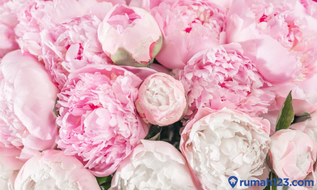 8 Jenis Bunga yang Melambangkan Kebahagiaan